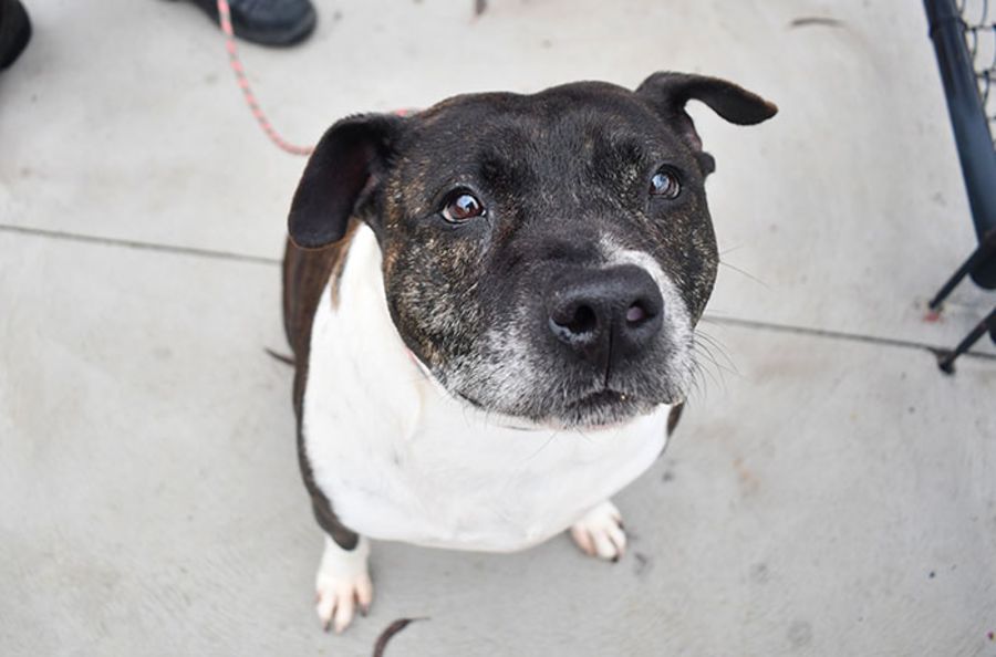 Truffle 34637 Campbelltown ACF - Medium Female American Staffordshire ...