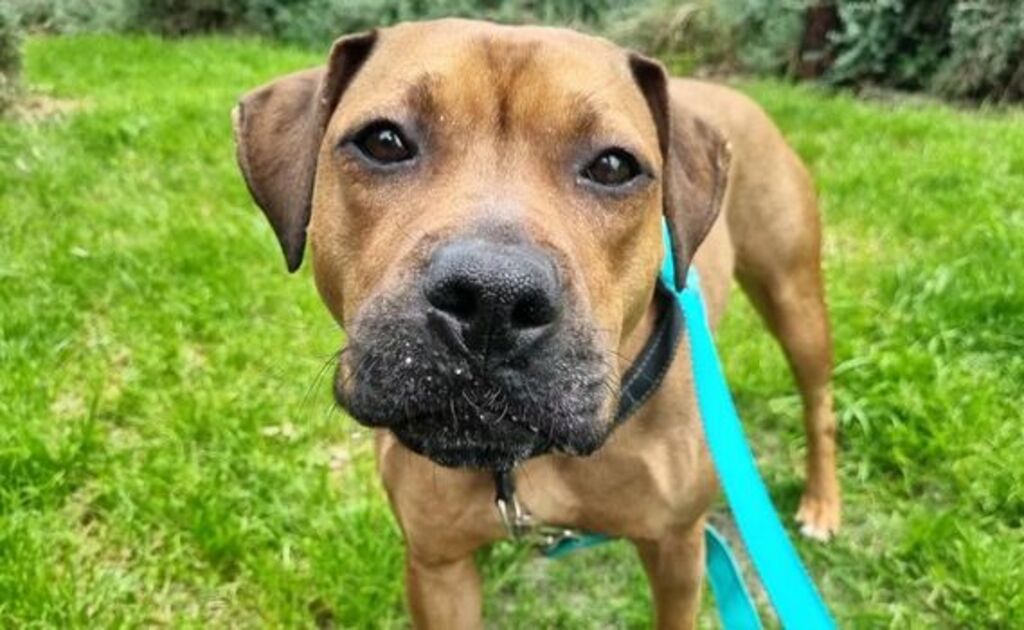 Ginny - Medium Female Boxer x Staffy Mix Dog in VIC - PetRescue