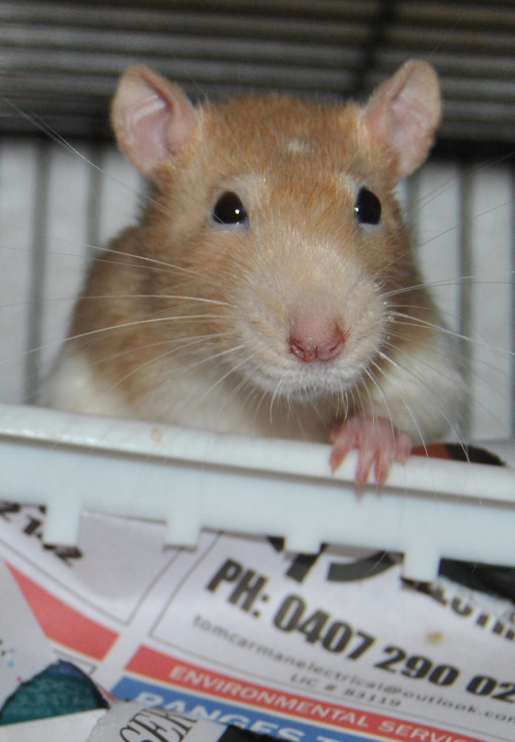 Willow - Female Rat Mix Rodent in QLD - PetRescue