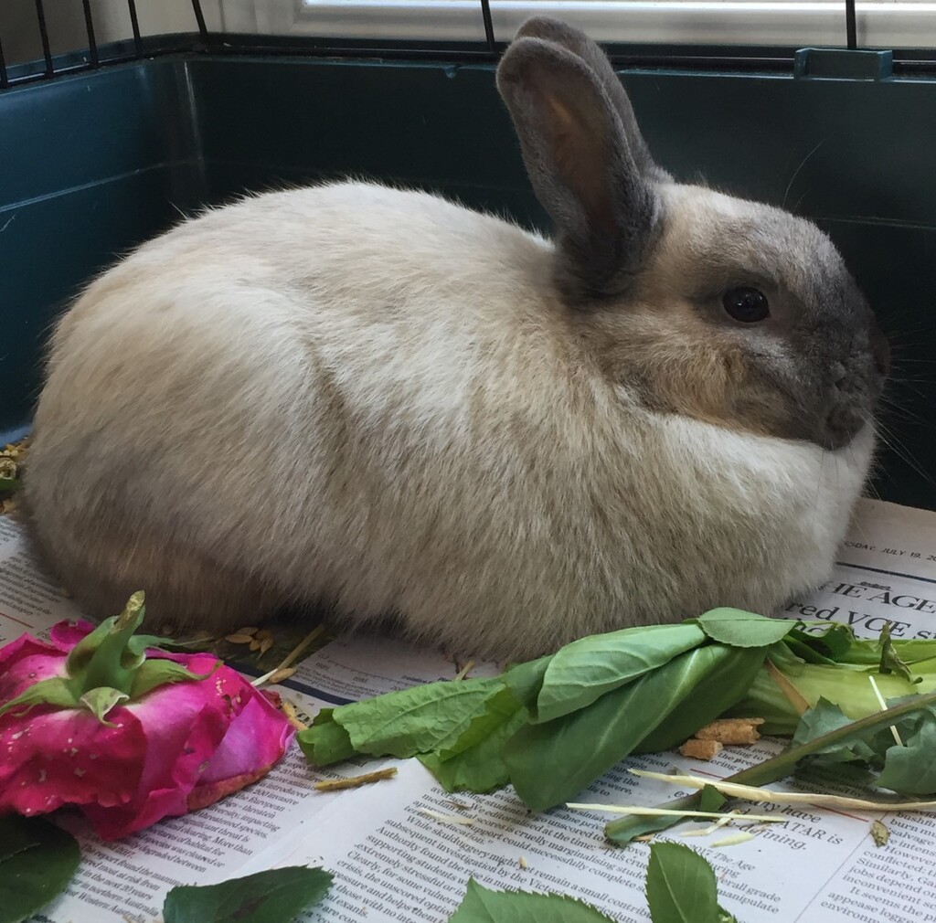 Evelyn - Female Netherland Dwarf Mix Rabbit in VIC - PetRescue