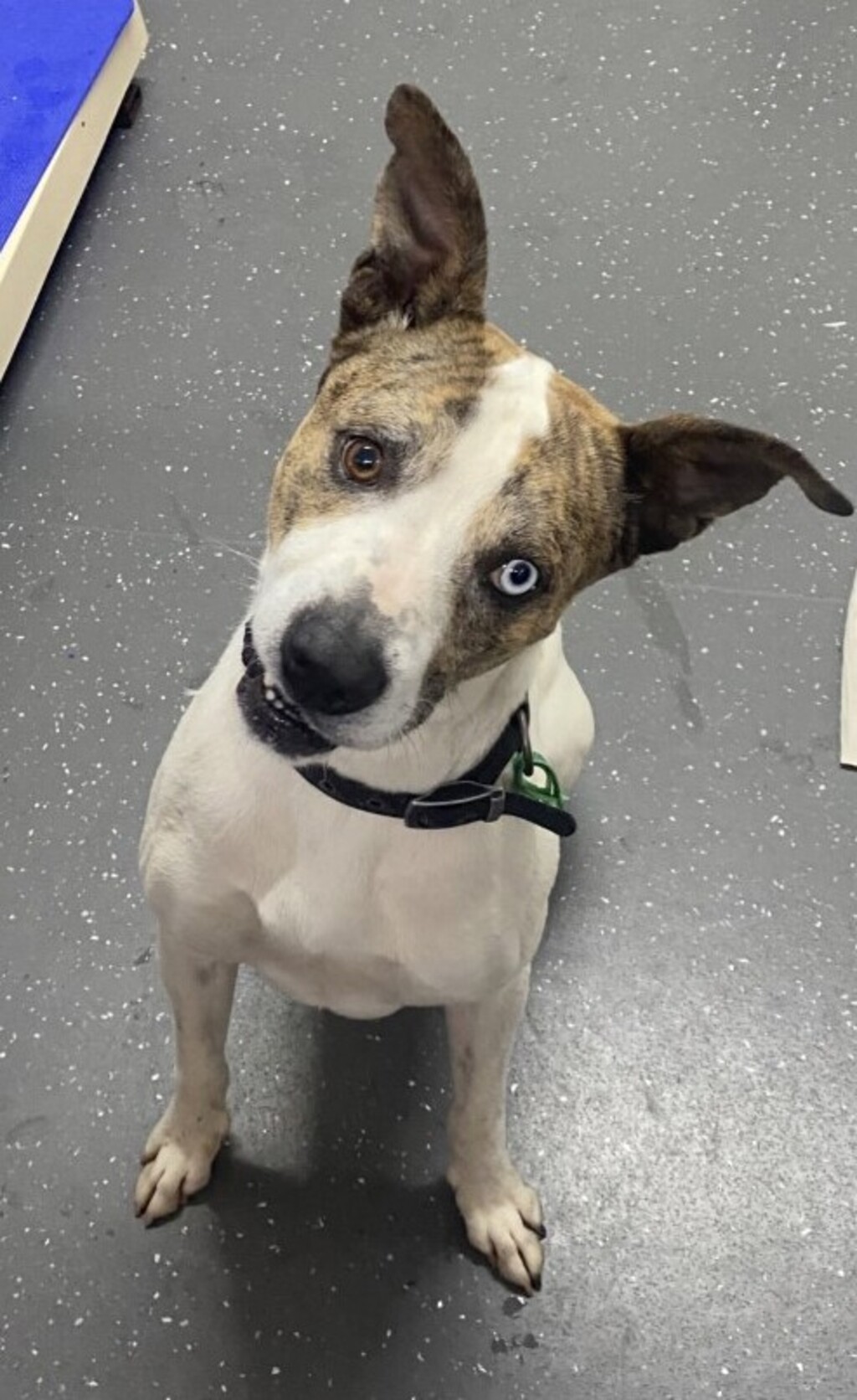 Dexter - Medium Male Kelpie x Louisiana Catahoula Leopard Dog Mix Dog ...