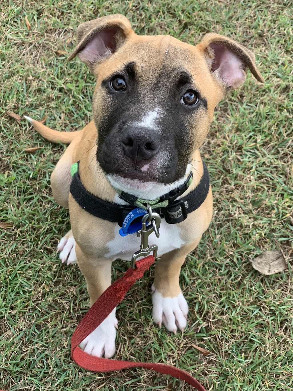Biscuit - Large Male Bullmastiff x Rhodesian Ridgeback Mix Dog in QLD ...
