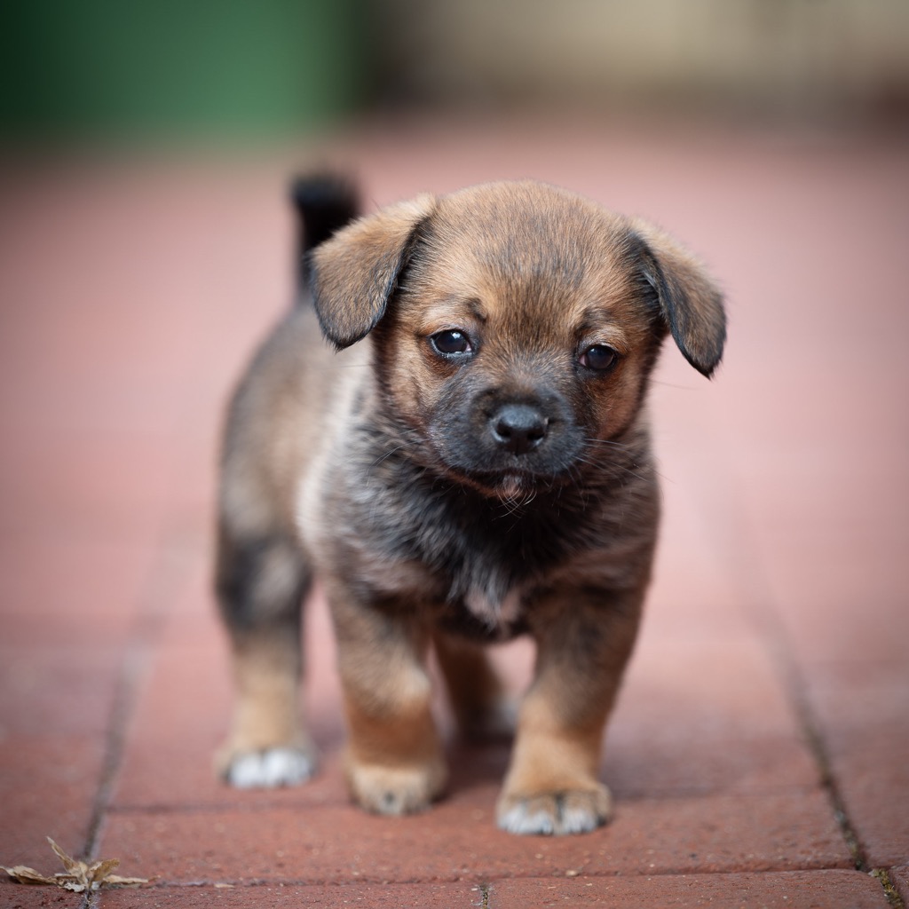 Bambi - Small Female Mixed Breed Dog in WA - PetRescue