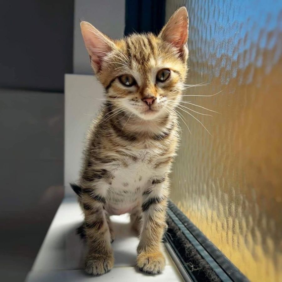 8135 - Poppet - Female Domestic Short Hair Cat in WA - PetRescue