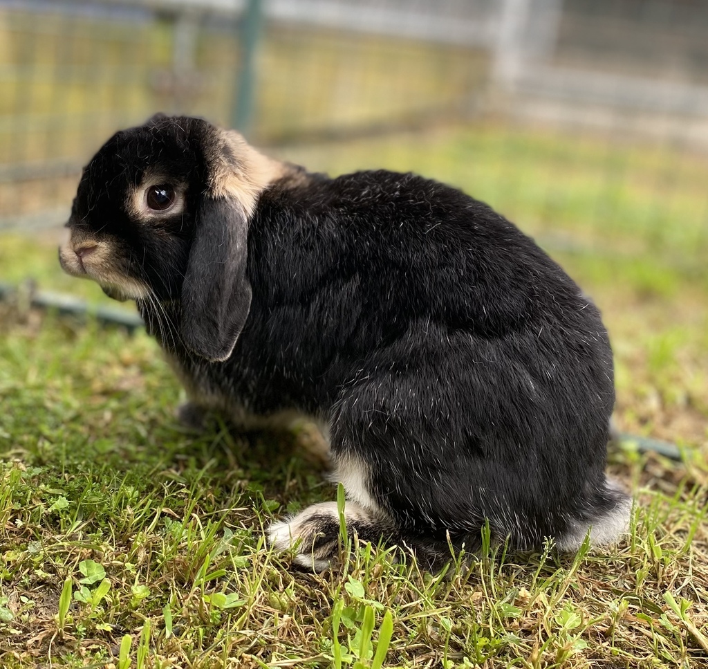 Grim - Female Mini Lop Mix Rabbit in VIC - PetRescue