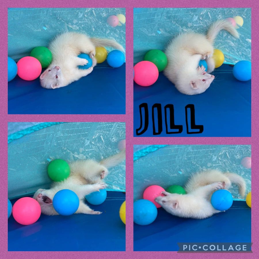 Jill - Female Ferret in VIC - PetRescue