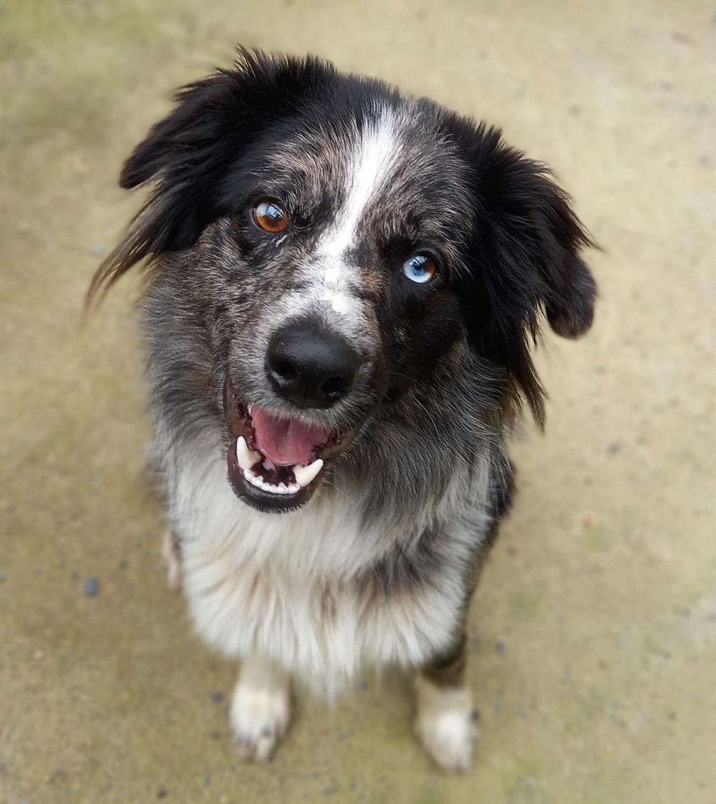 Bluey - Medium Male Border Collie x German Coolie Mix Dog in VIC ...