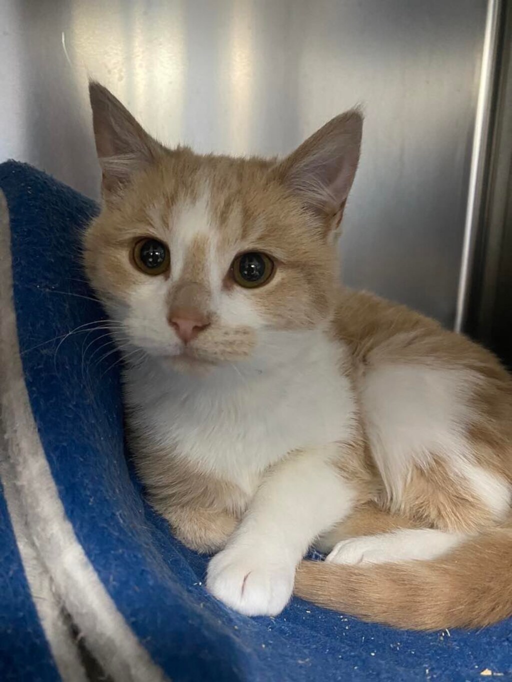 Selby - Female Domestic Short Hair Cat in ACT - PetRescue