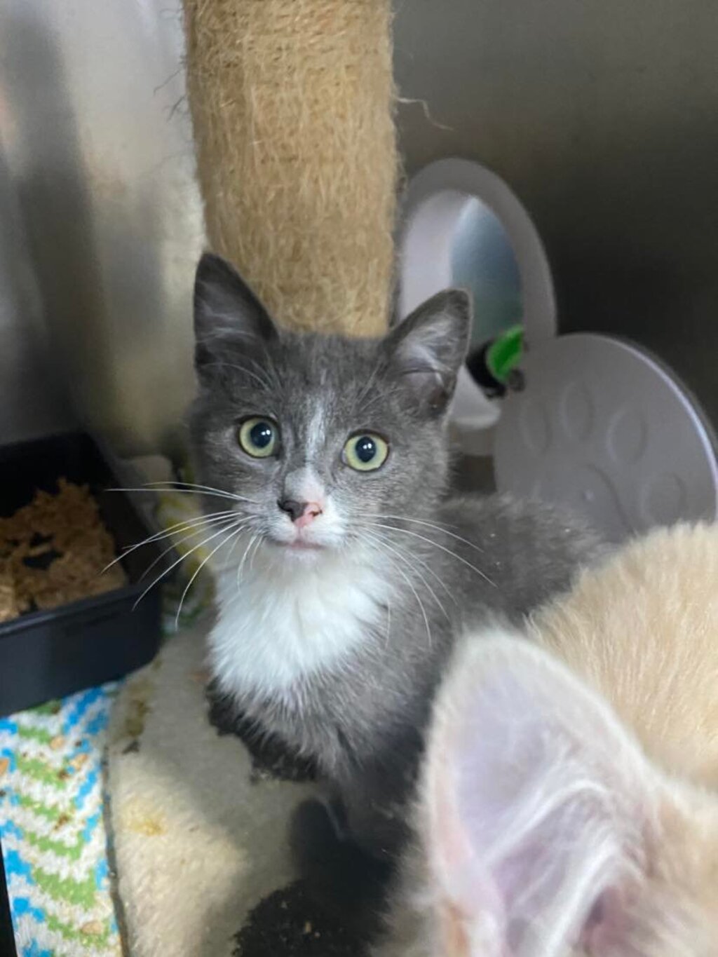 Robin - Male Domestic Short Hair Cat in ACT - PetRescue