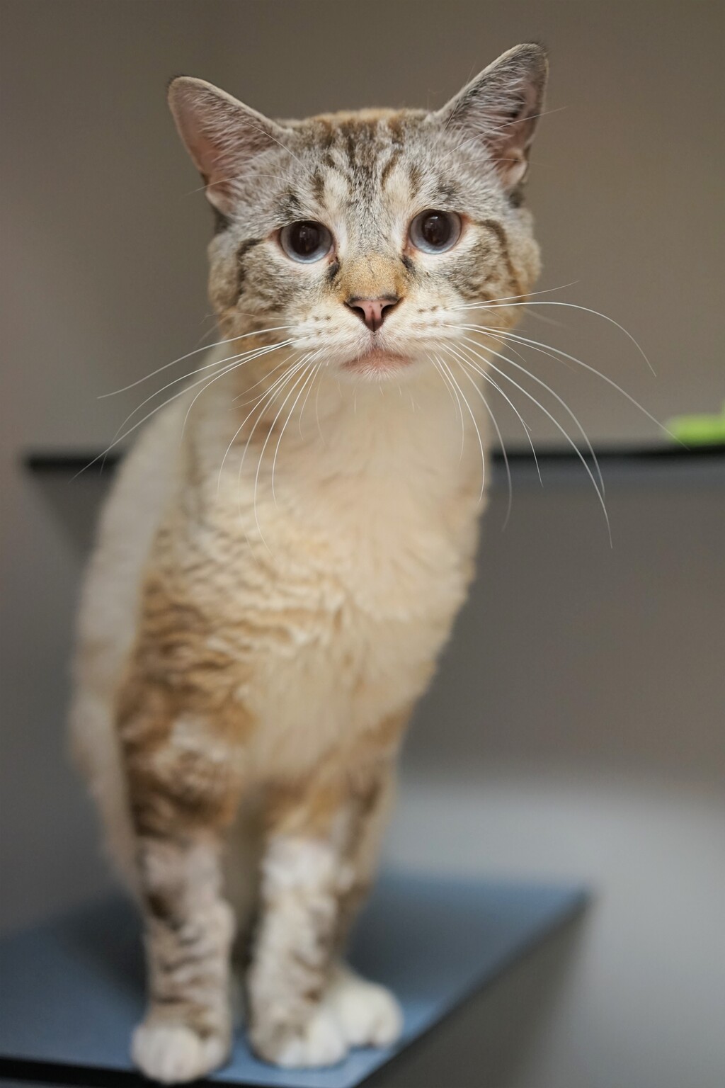 Cinnamon - Male Layanese Mix Cat in QLD - PetRescue