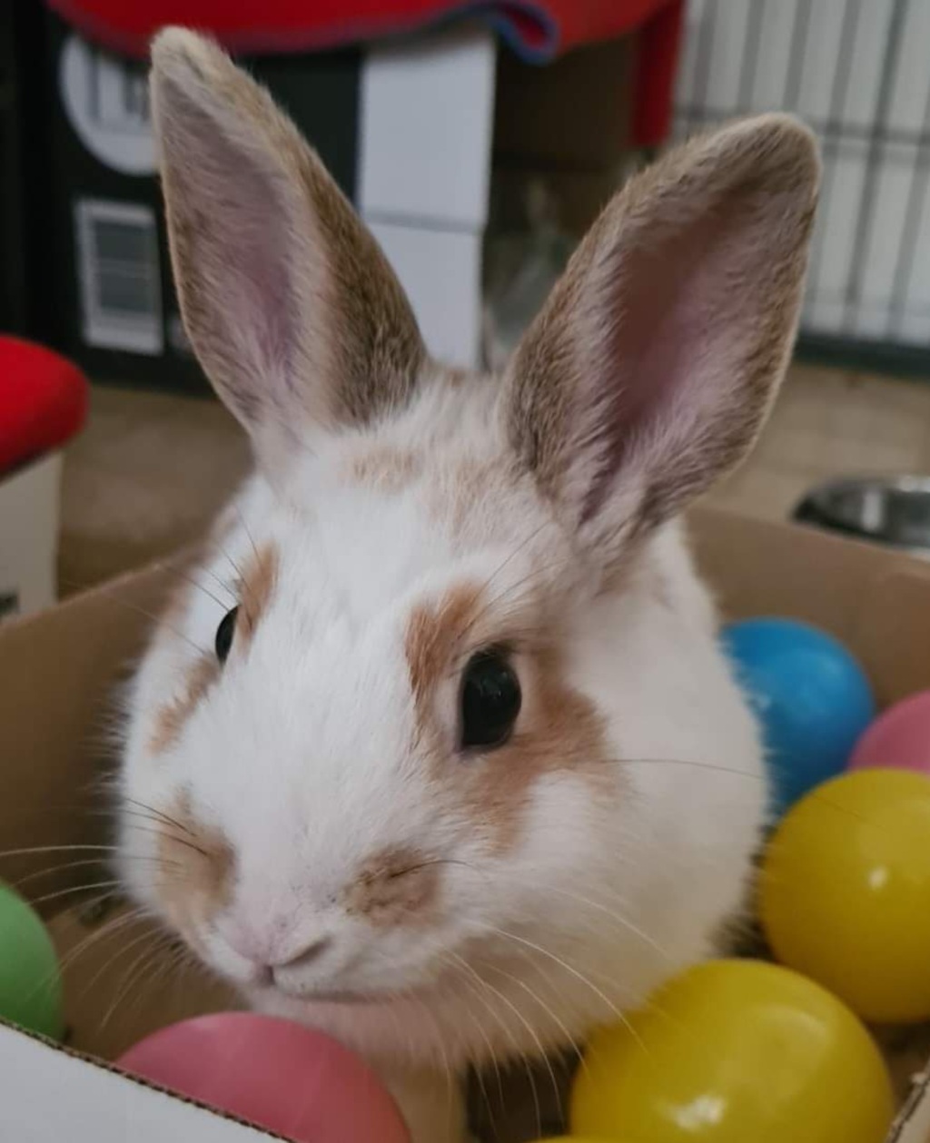 Little Bug - Male English Spot Mix Rabbit in VIC - PetRescue