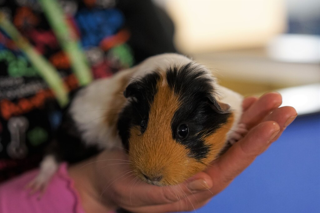 Wilma - Female Short-hair Smooth Hair Mix Guinea Pig in QLD - PetRescue