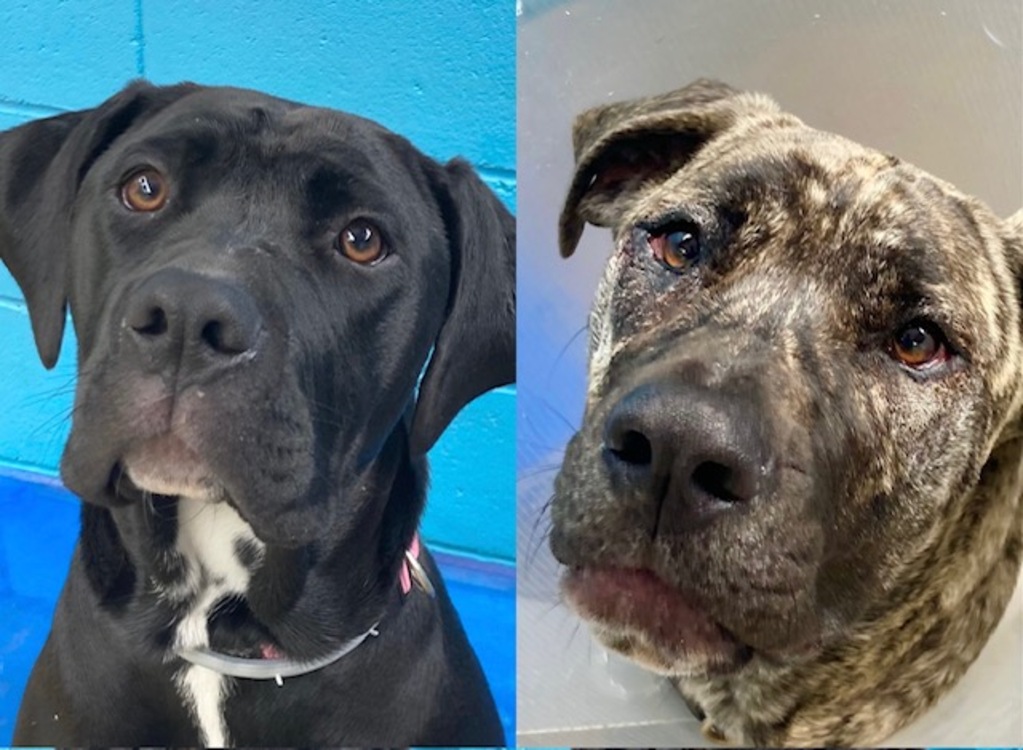 Daisy - Large Female English Mastiff Mix Dog in QLD - PetRescue