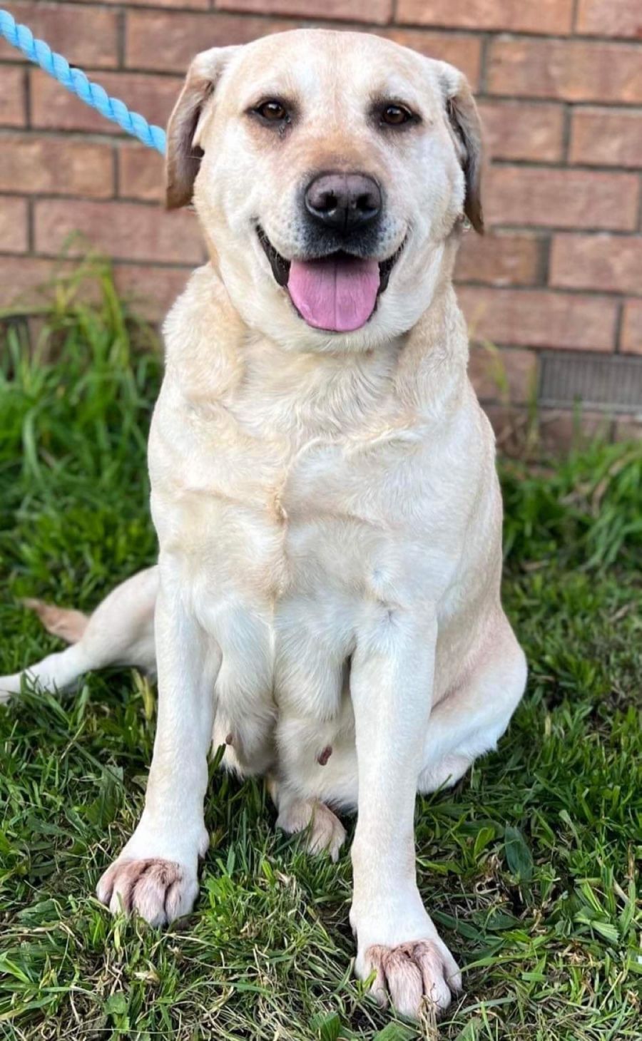 Lassy - Medium Female Labrador Dog in VIC - PetRescue