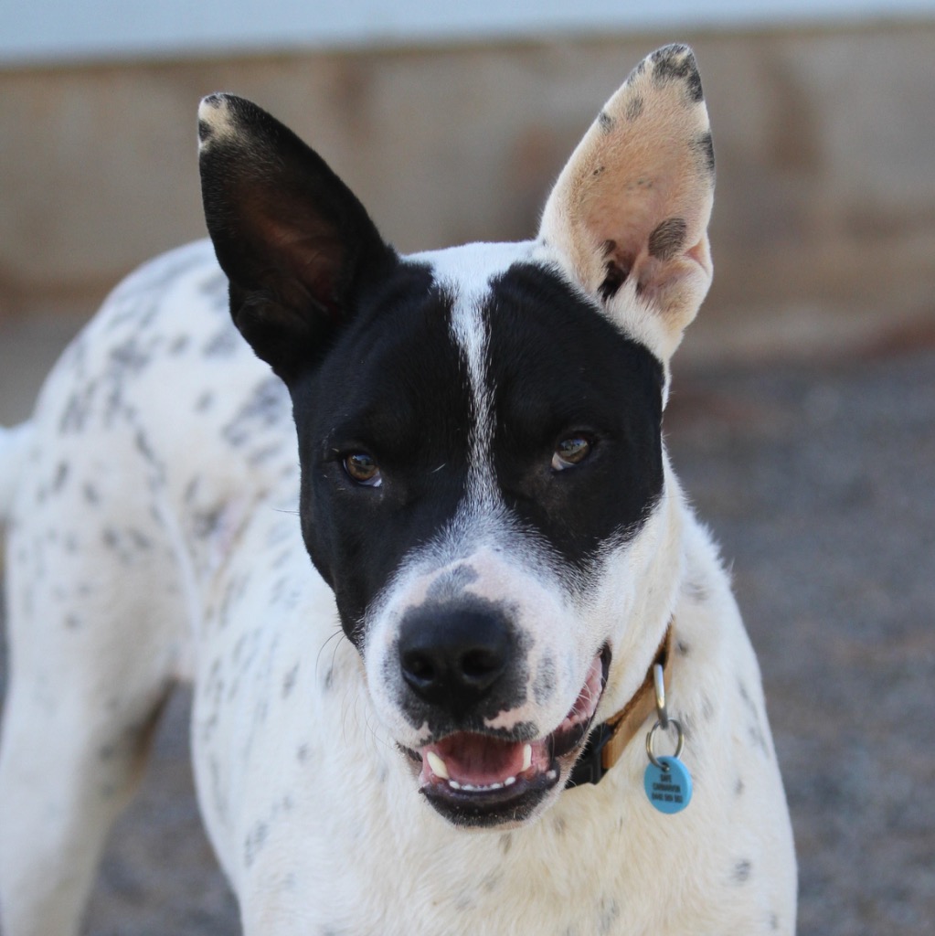 Xander - Medium Male Mixed Breed Dog in WA - PetRescue