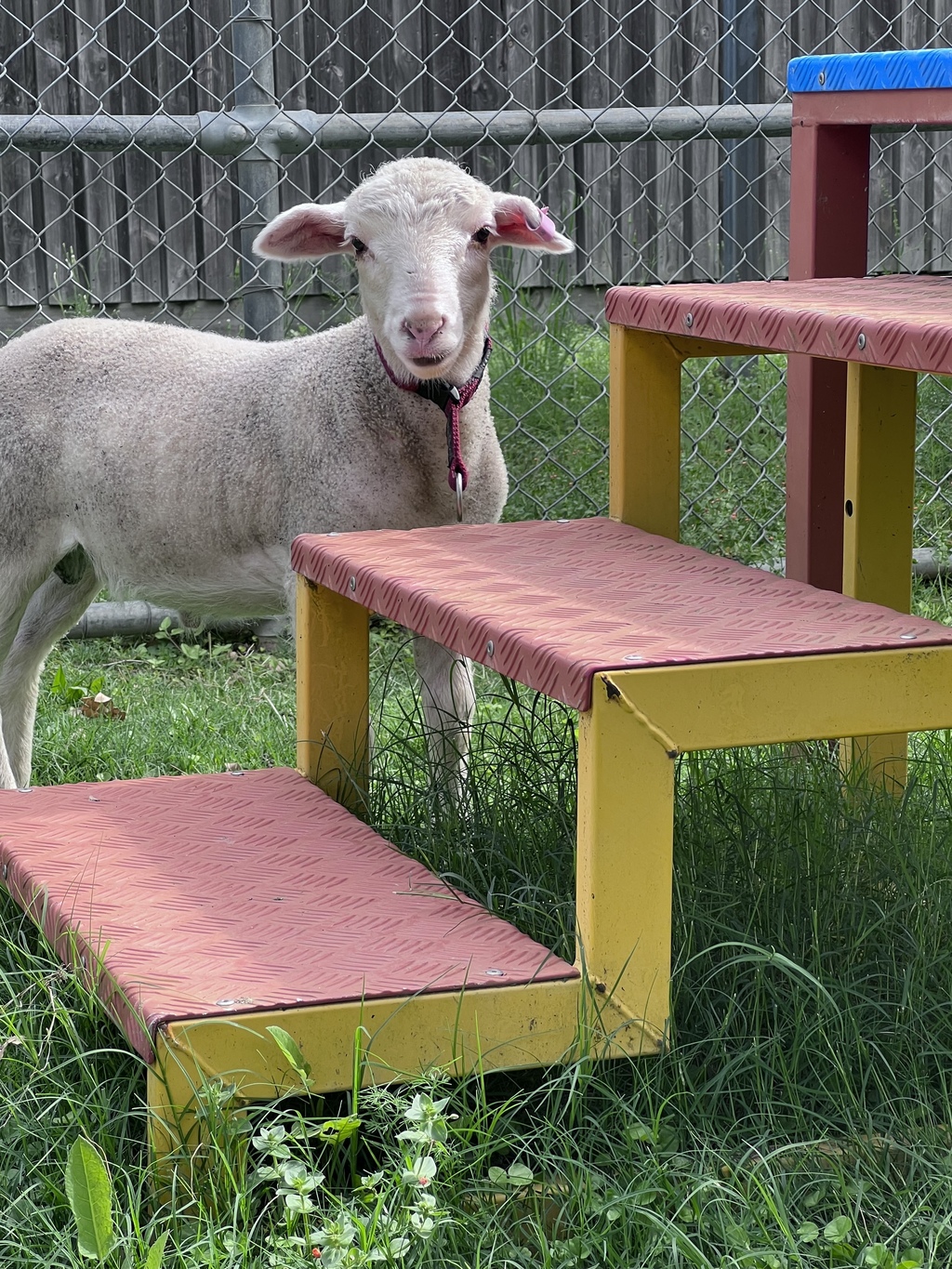 Herb - Male Merino Mix Sheep in QLD - PetRescue