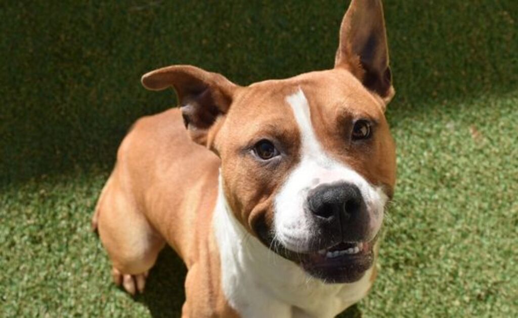 Mello - Small Male Staffy Mix Dog in VIC - PetRescue