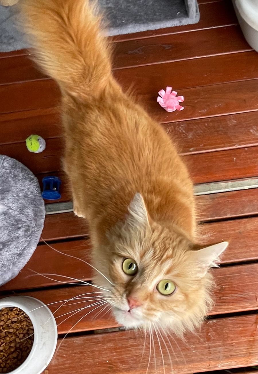 Chin Chin - Female Domestic Long Hair Cat in NSW - PetRescue