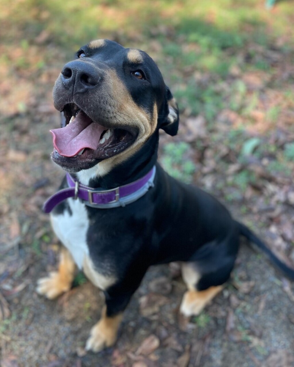 Rocky - Large Male Rottweiler x Shar Pei Mix Dog in QLD - PetRescue