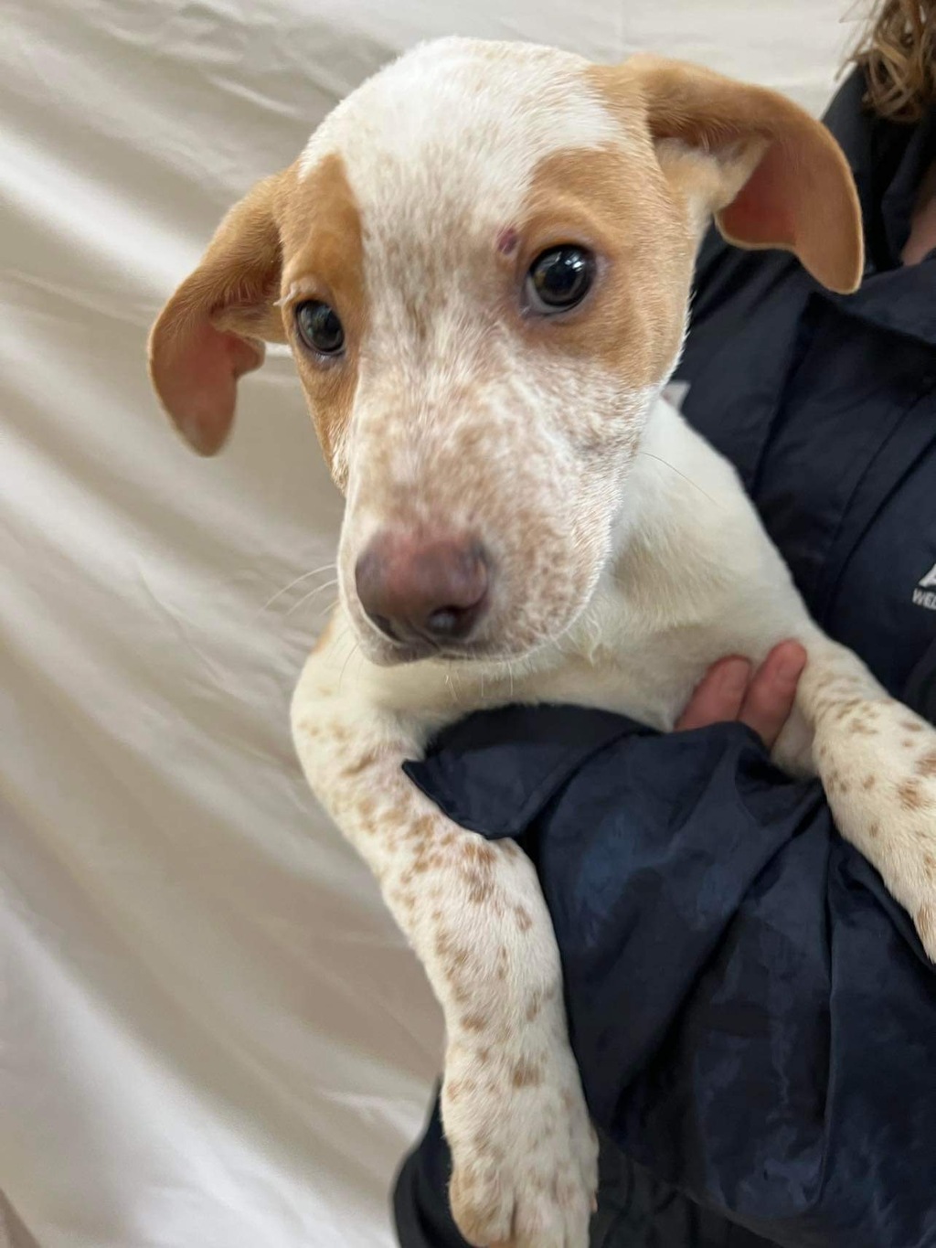 Chimera - Medium Male German Shorthaired Pointer x Staffordshire ...