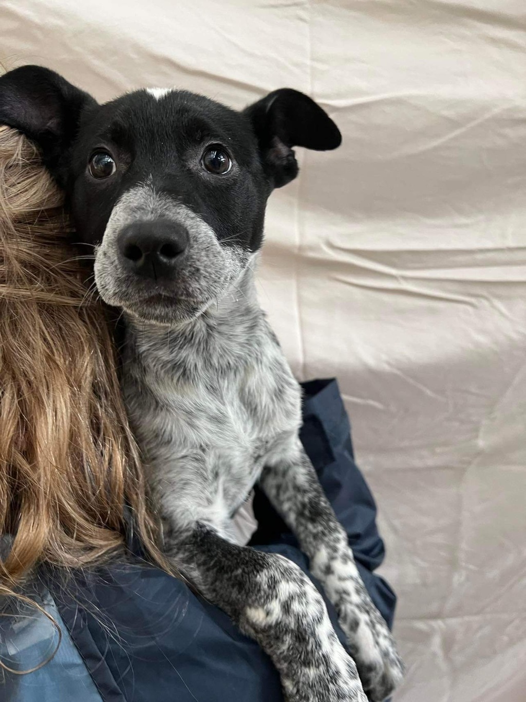 Faun - Medium Female German Shorthaired Pointer x Staffordshire Terrier ...
