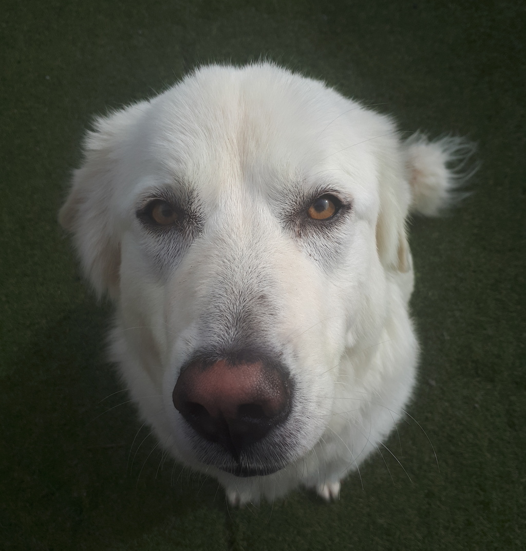 Ruby - Large Female Maremma Sheepdog Mix Dog in VIC - PetRescue