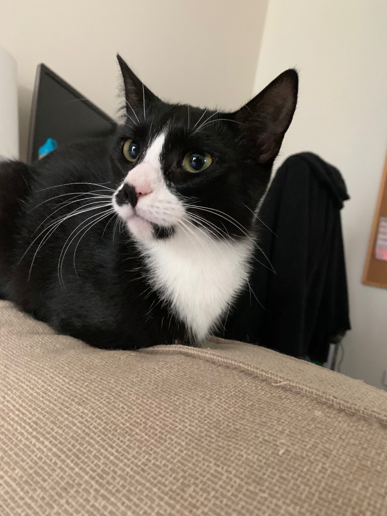 Gretchen - Female Domestic Short Hair Cat in VIC - PetRescue