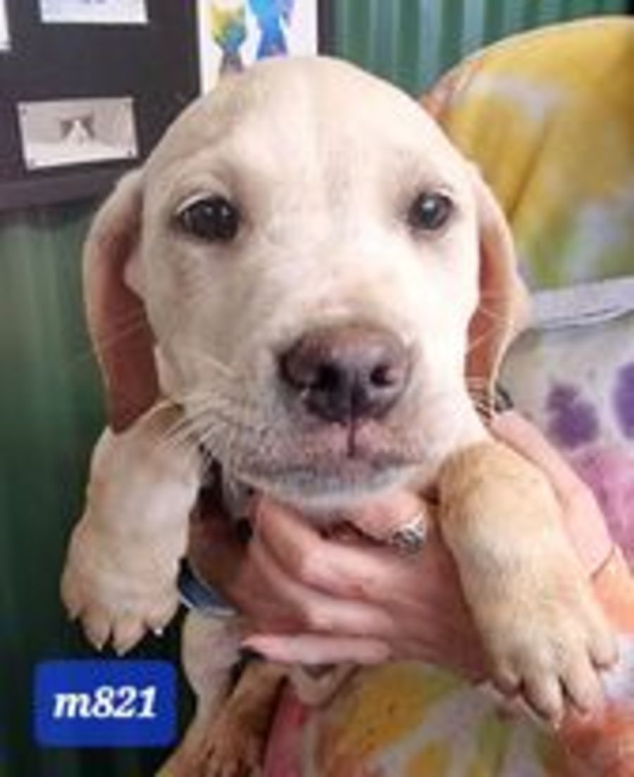 Ranger - Medium Male Labrador Mix Dog in NSW - PetRescue