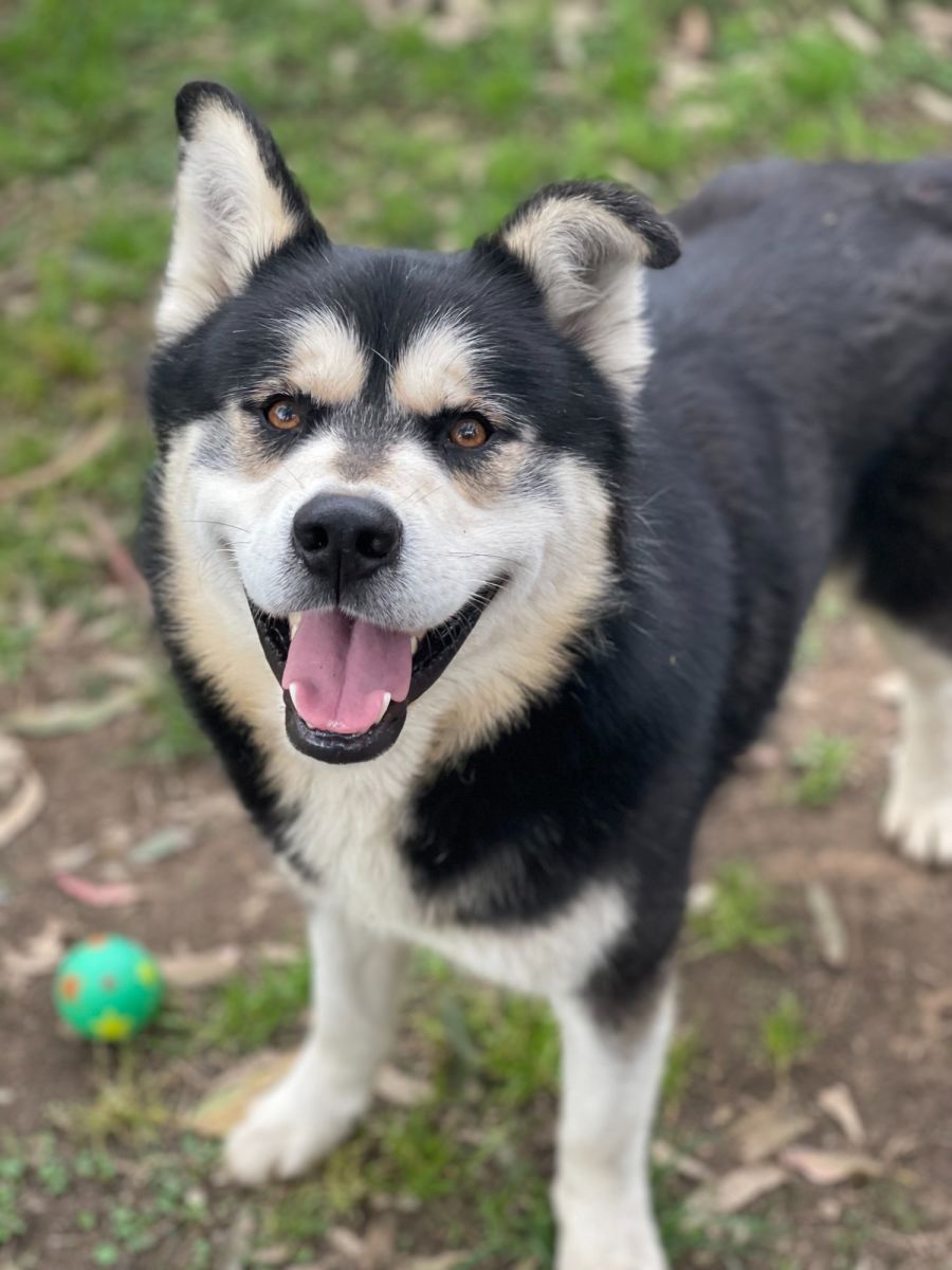 Mars - Large Male Siberian Husky Mix Dog in NSW - PetRescue