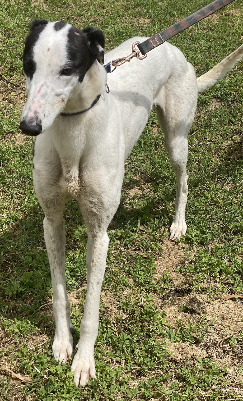 Diamond - Large Female Greyhound Mix Dog in VIC - PetRescue
