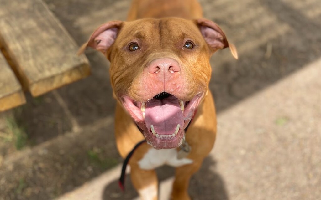 Cody - Medium Male American Staffy Mix Dog in VIC - PetRescue