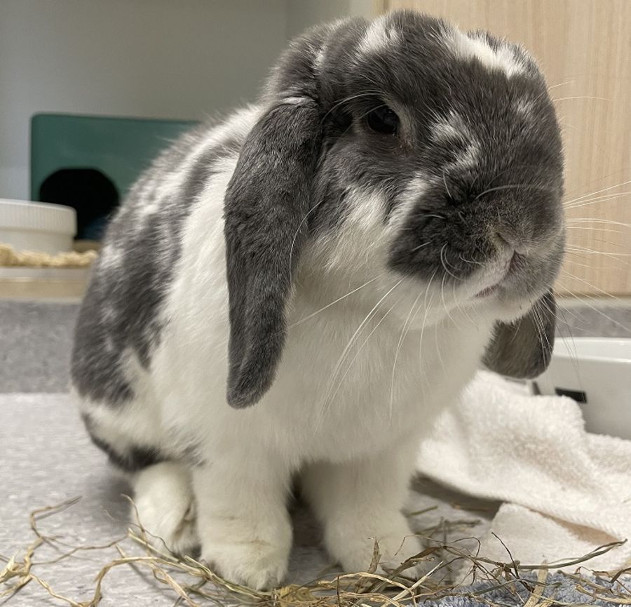 Jett - Male Dwarf lop Rabbit in VIC - PetRescue