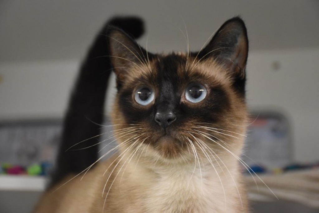 Sushi - Female Ragdoll x Tonkinese Mix Cat in VIC - PetRescue