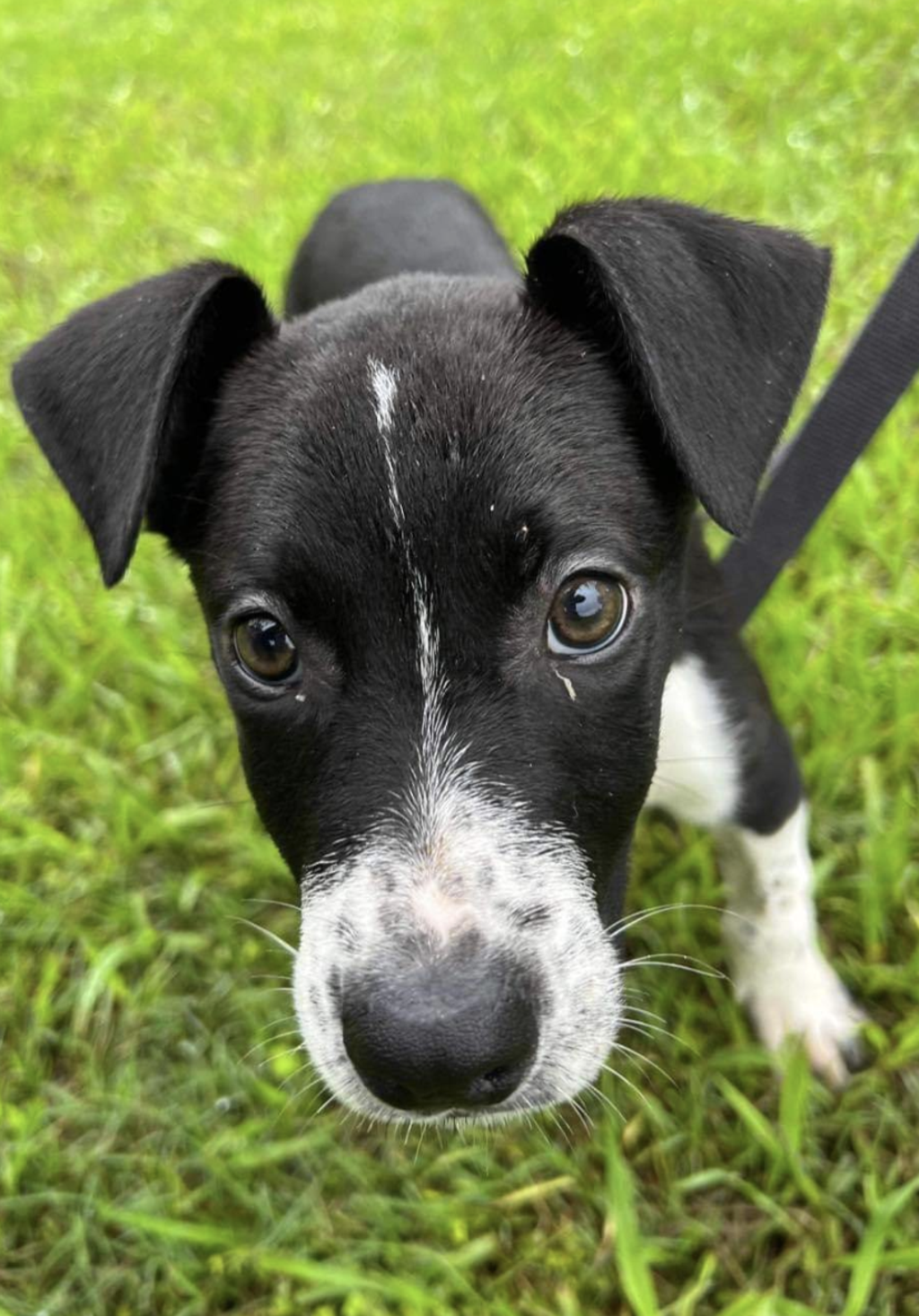 Hydra - Medium Male German Shorthaired Pointer x Staffordshire Terrier ...