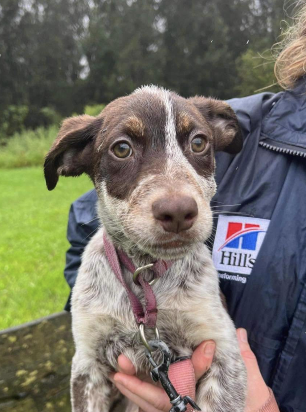 Alicorn - Medium Female German Shorthaired Pointer x Staffordshire ...