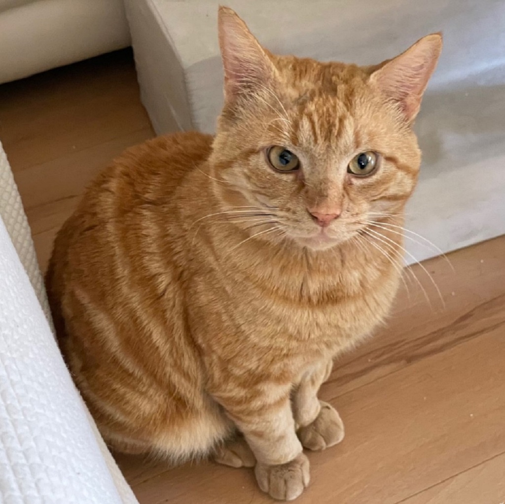 Donnie Caan - Male Domestic Short Hair Mix Cat in WA - PetRescue