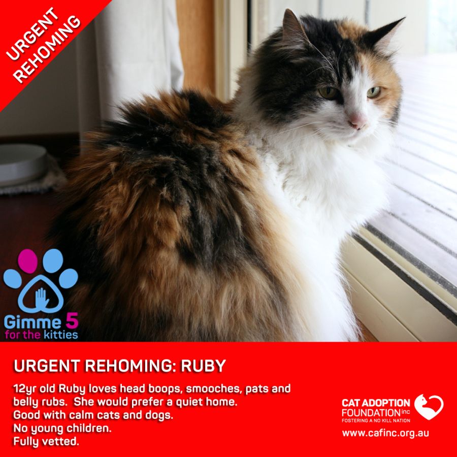 Ruby Private Rehoming No Charge! - Female Domestic Long Hair Cat in SA - PetRescue