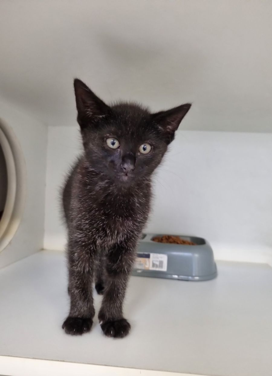 Griff - Male Domestic Short Hair Cat in NSW - PetRescue