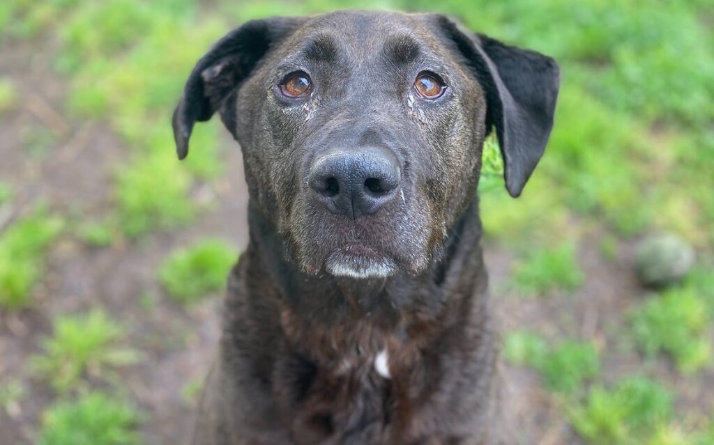 Sgt Cuddles - Medium Male Labrador x American Staffy Mix Dog in VIC ...