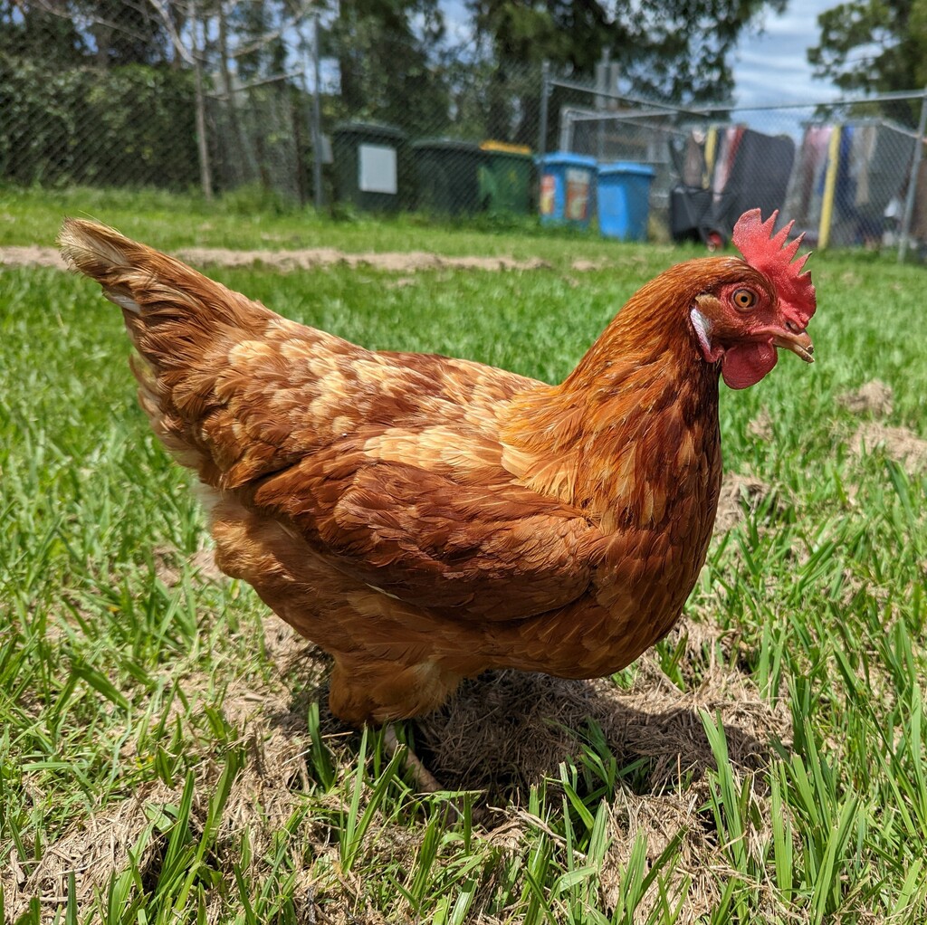 Louise - Female Chicken Isa Brown Mix Fowl in QLD - PetRescue