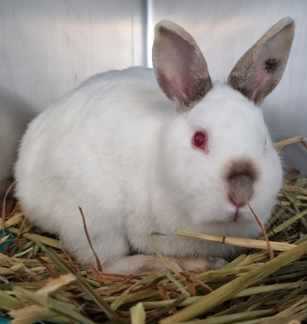 Bonnie - Female Himalayan Rabbit in VIC - PetRescue