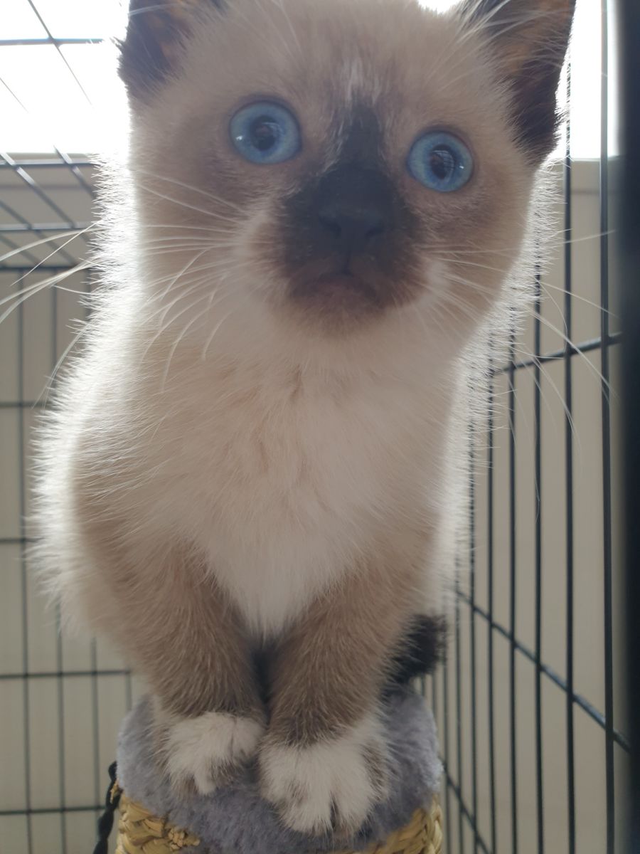 Lola - Female Ragdoll Mix Cat in QLD - PetRescue