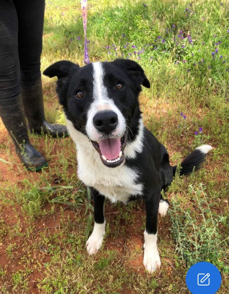 George - Medium Male Border Collie Mix Dog in NSW - PetRescue