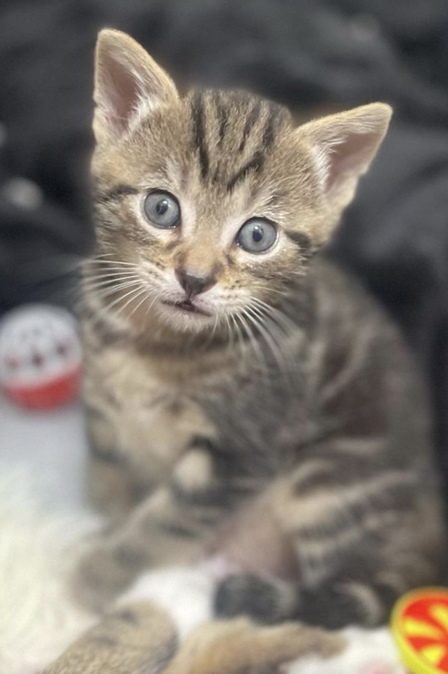 Lychee - Male Domestic Short Hair Cat in QLD - PetRescue