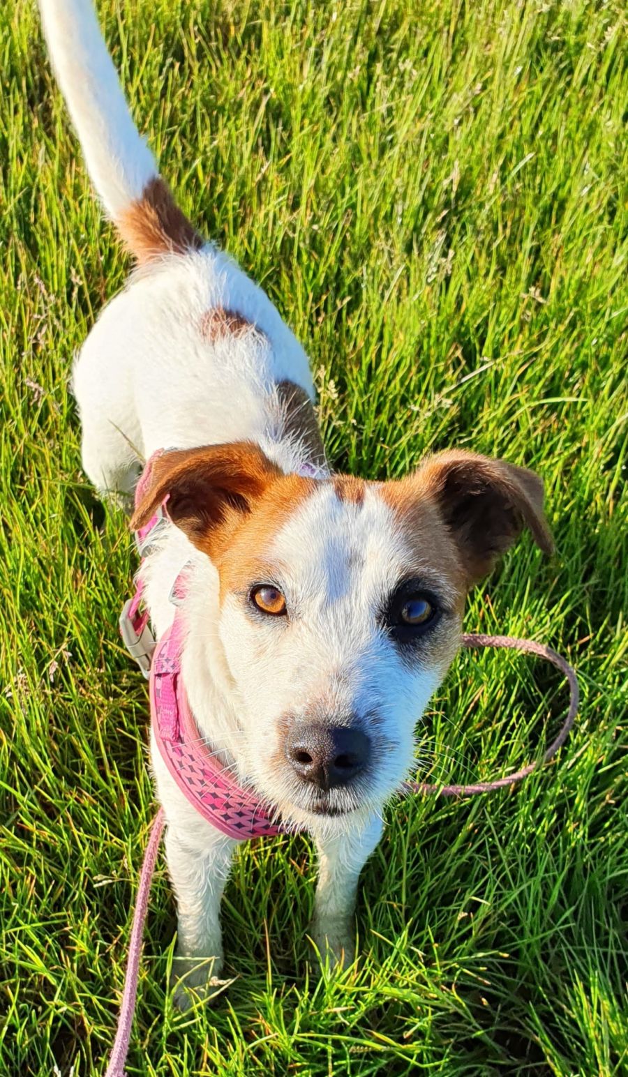 Phoenix Animal Rescue Horsham - PetRescue