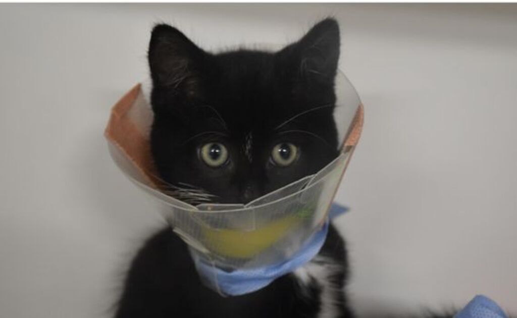 Toots - Female Domestic Short Hair Mix Cat in VIC - PetRescue