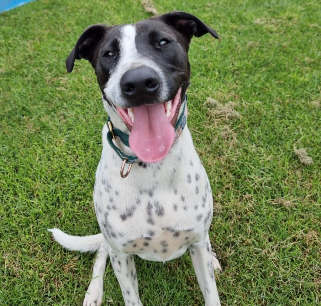 Derek - Medium Male Bull Arab x Pointer Mix Dog in NSW - PetRescue