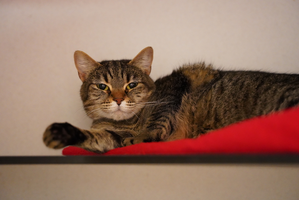 Taco - Female Manx Mix Cat in QLD - PetRescue
