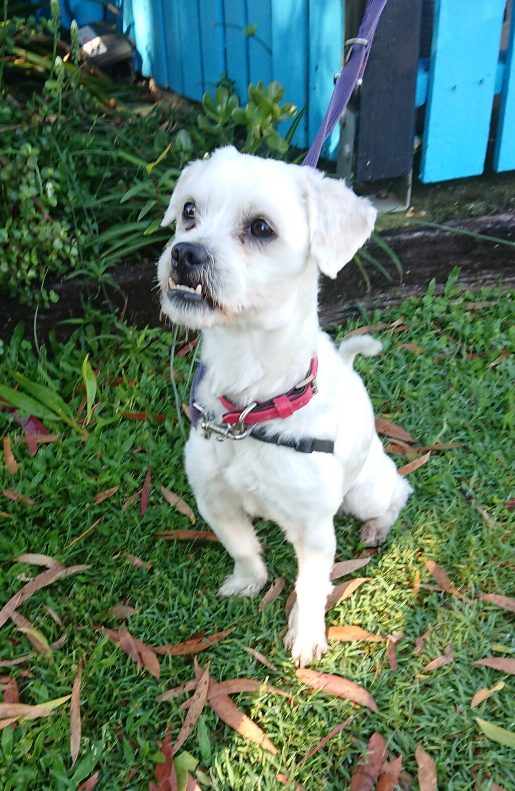Kenjie - Small Male Maltese Terrier Mix Dog in QLD - PetRescue