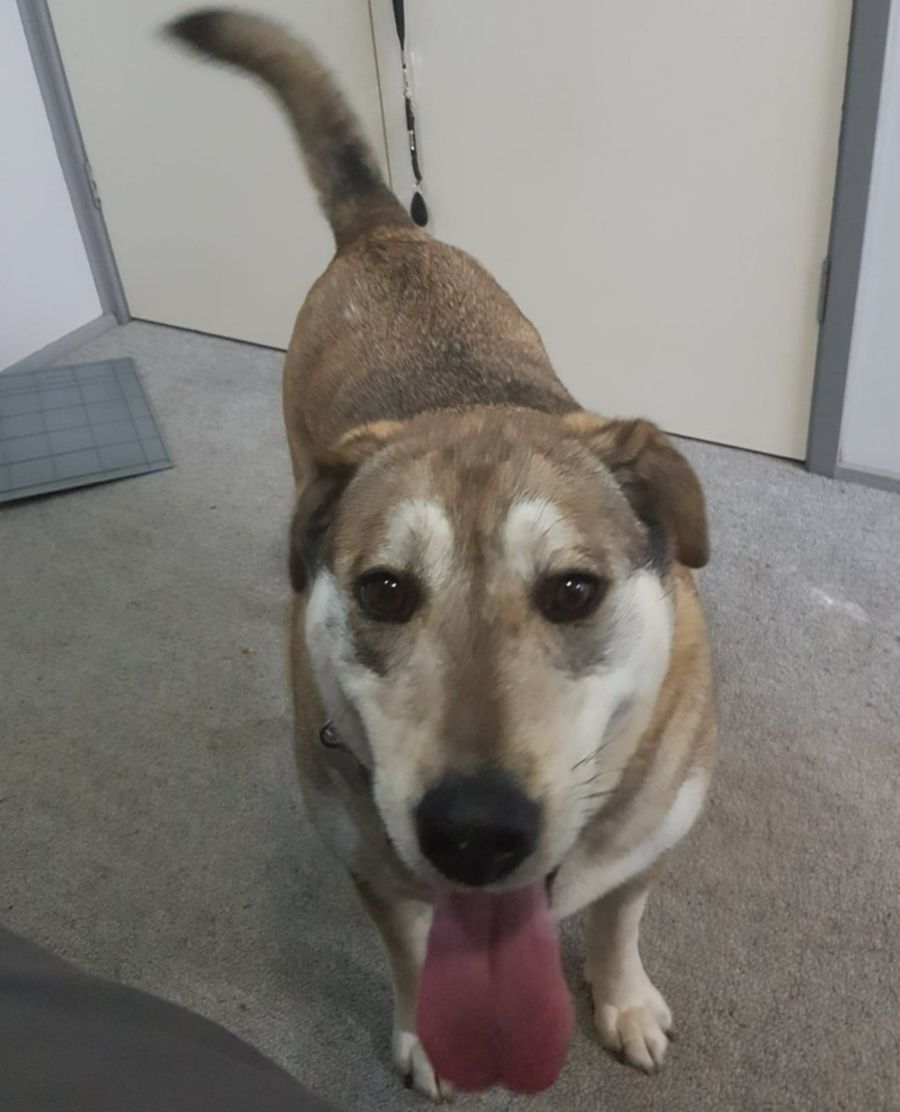 Linda - Medium Female Siberian Husky x Kelpie Mix Dog in NSW - PetRescue